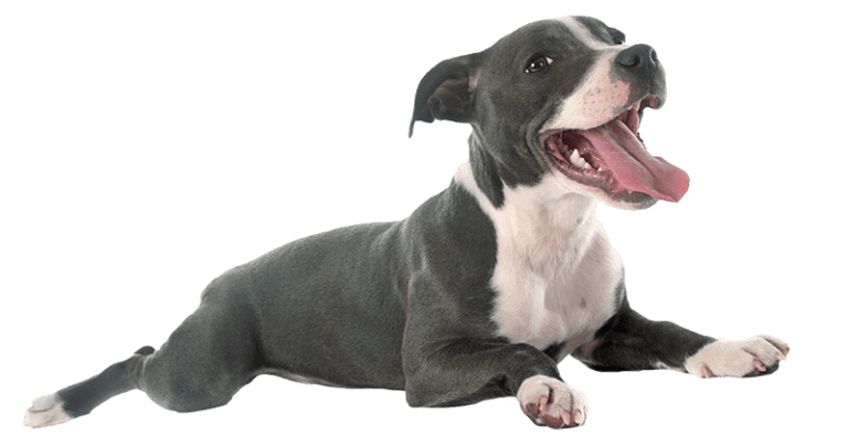 Contact Our Team | Colma Animal Hospital